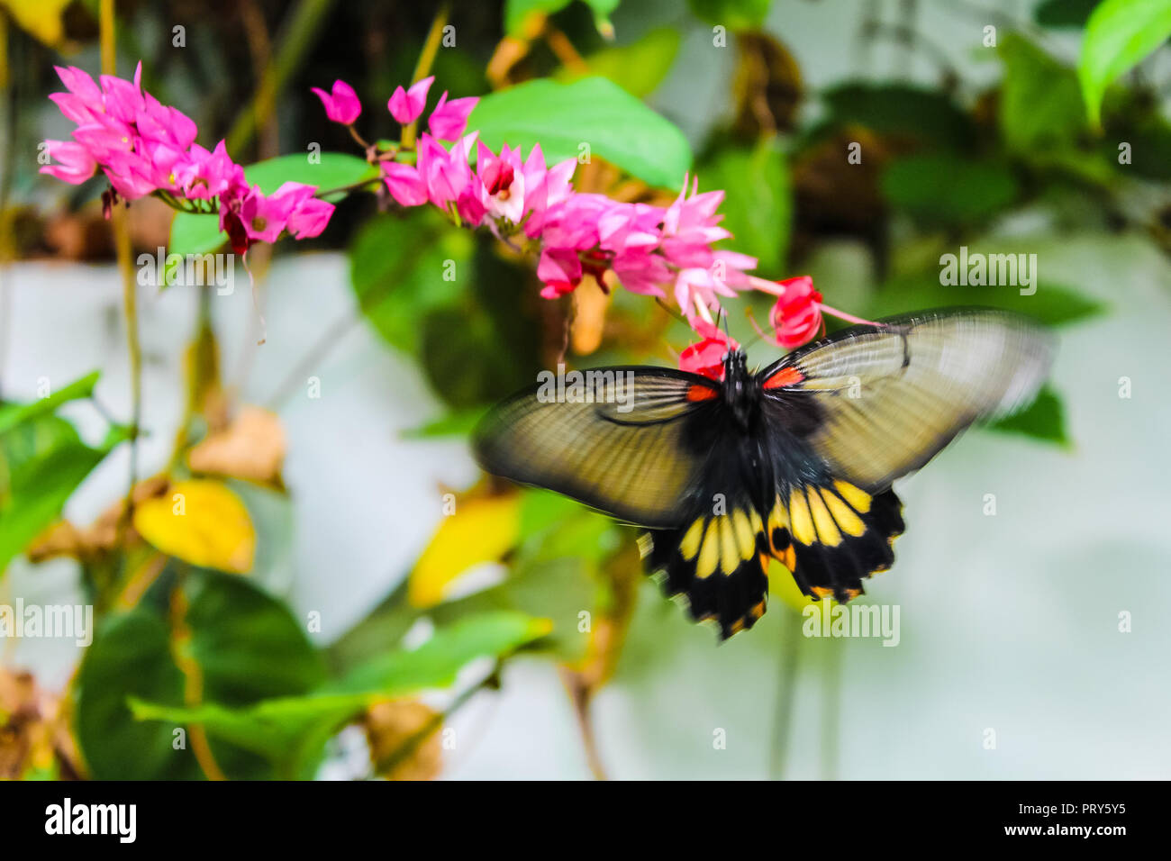 Beautiful butterfly in nature Stock Photo - Alamy