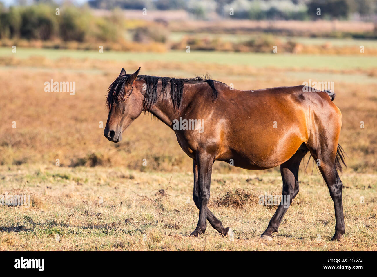 Mare and stallion mating hi-res stock photography and images - Alamy