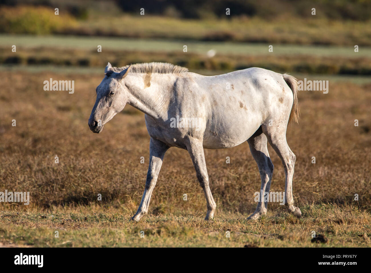 Mare and stallion mating hi-res stock photography and images - Alamy