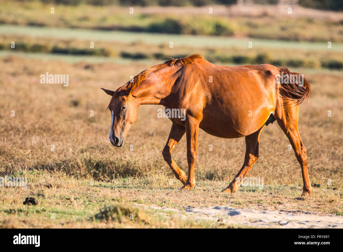 Mare and stallion mating hi-res stock photography and images - Alamy