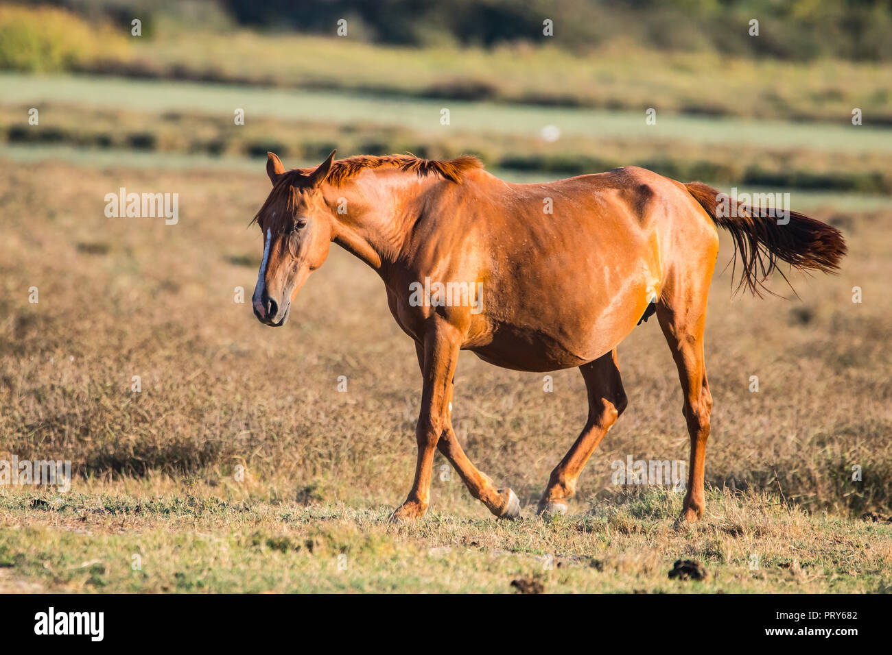 Mare and stallion mating hi-res stock photography and images - Alamy