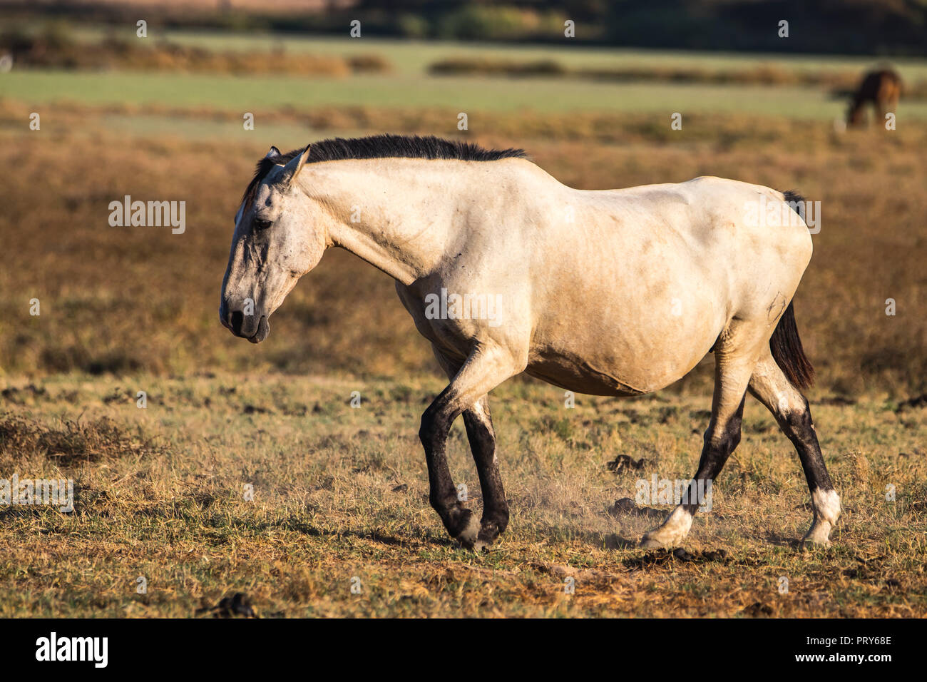 Purebred Spanish Horse