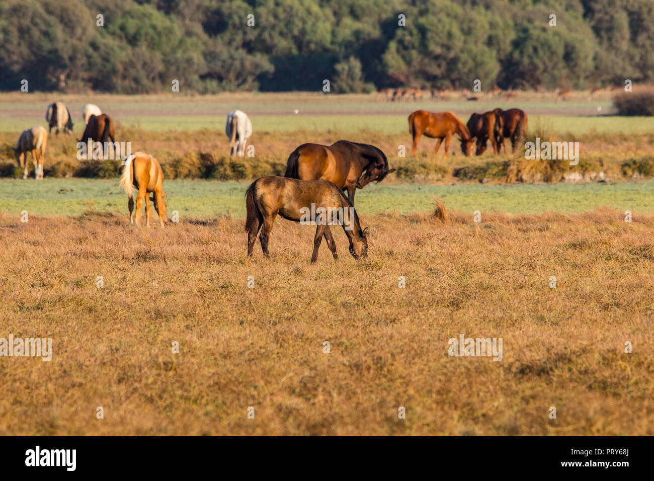 Purebred andalusian spanish horse on dry pasture in "Doñana National ...