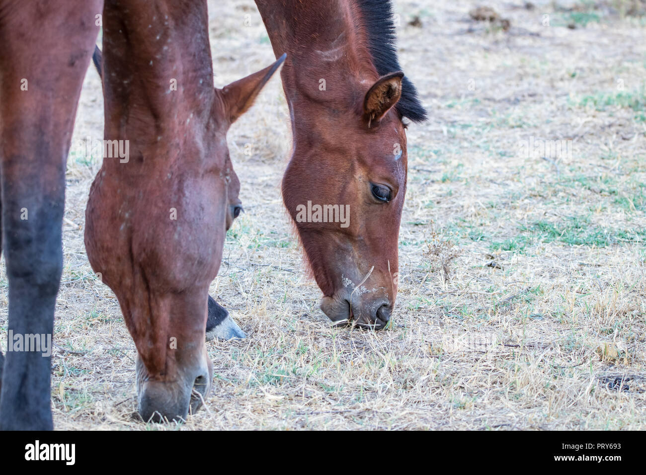 Mare and stallion mating hi-res stock photography and images - Alamy