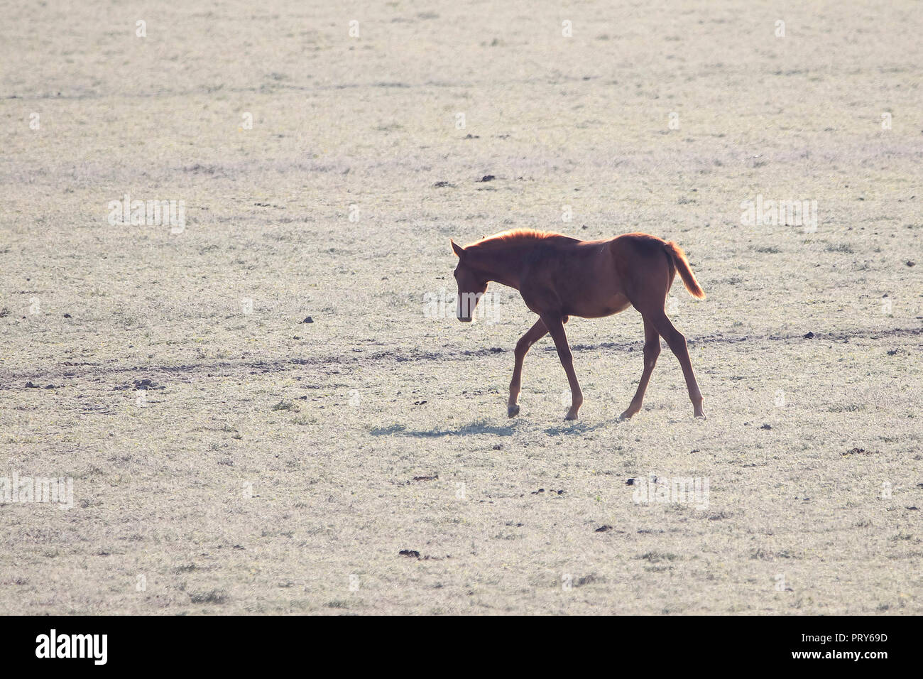 Mare and stallion mating hi-res stock photography and images - Alamy