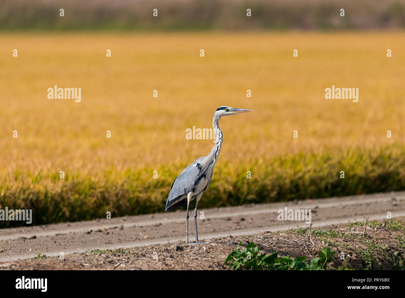 Garza Real High Resolution Stock Photography and Images - Alamy