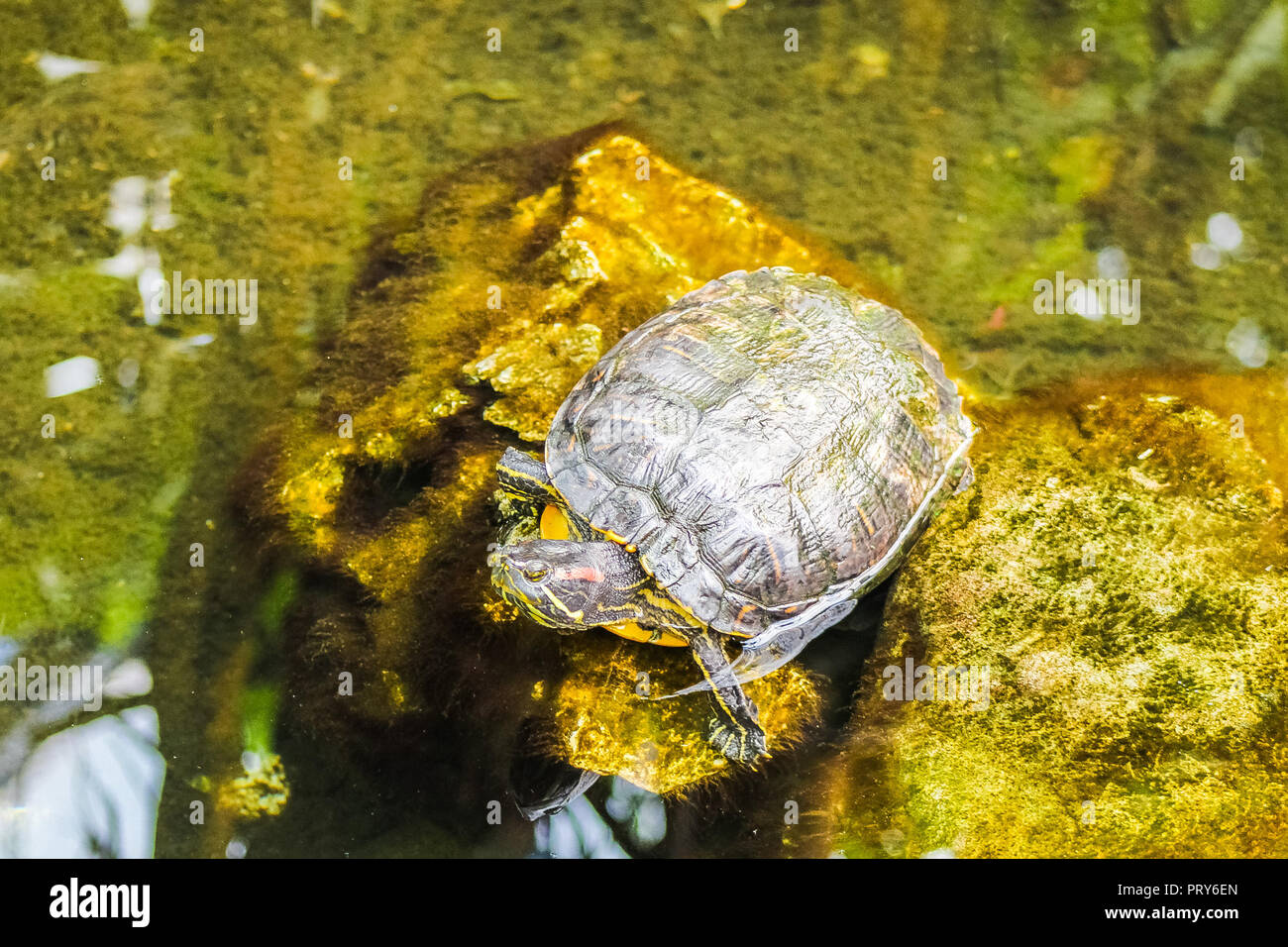 Beautiful green sea turtle resting hi-res stock photography and images ...