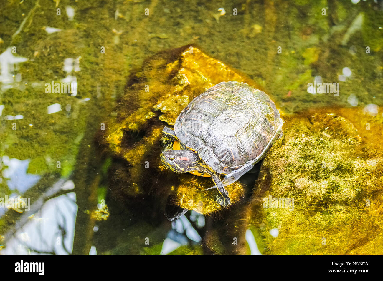Beautiful green sea turtle resting hi-res stock photography and images ...