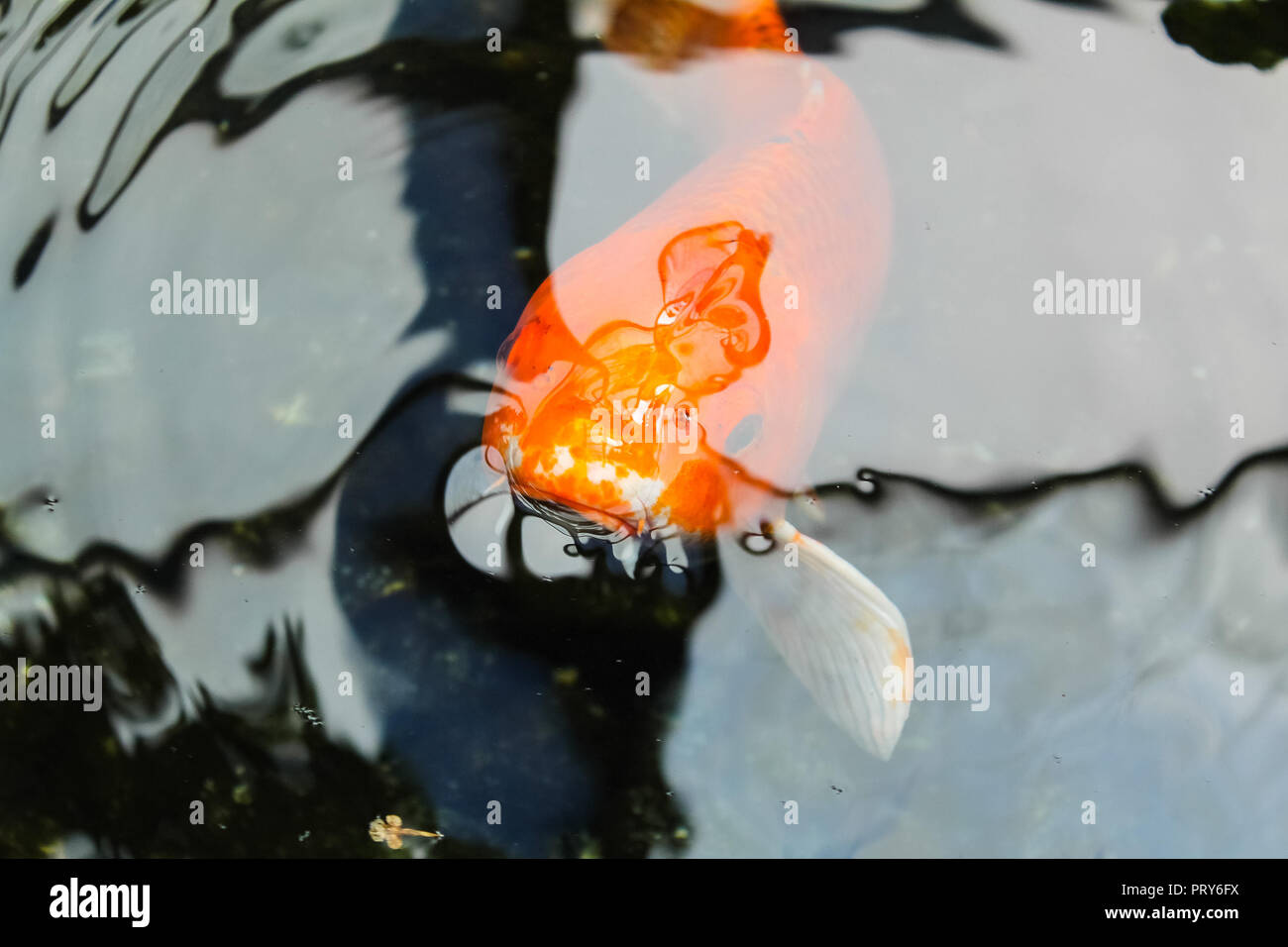 Orange gold fish hi-res stock photography and images - Alamy