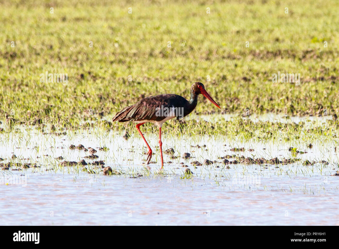 Sweet landscape of Black Stork in wetlands in natural reserve and ...