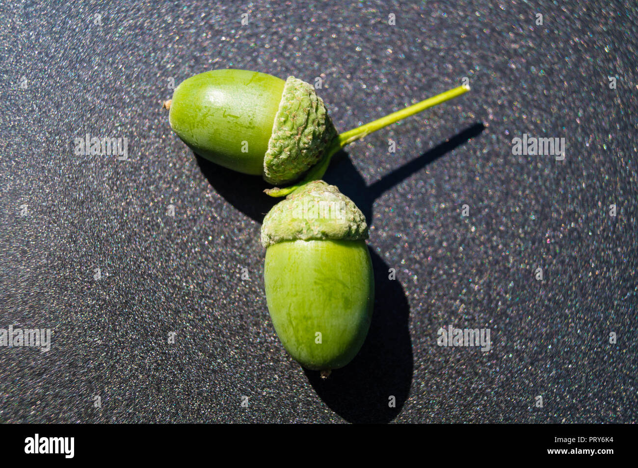 Acorns from an Oak Tree Stock Photo - Alamy