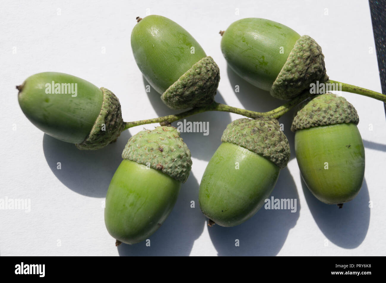 Acorns from an Oak Tree Stock Photo - Alamy