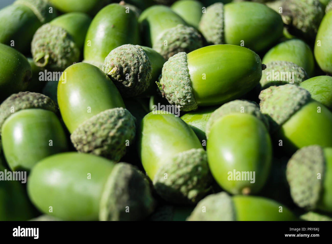 Acorns from an Oak Tree Stock Photo - Alamy