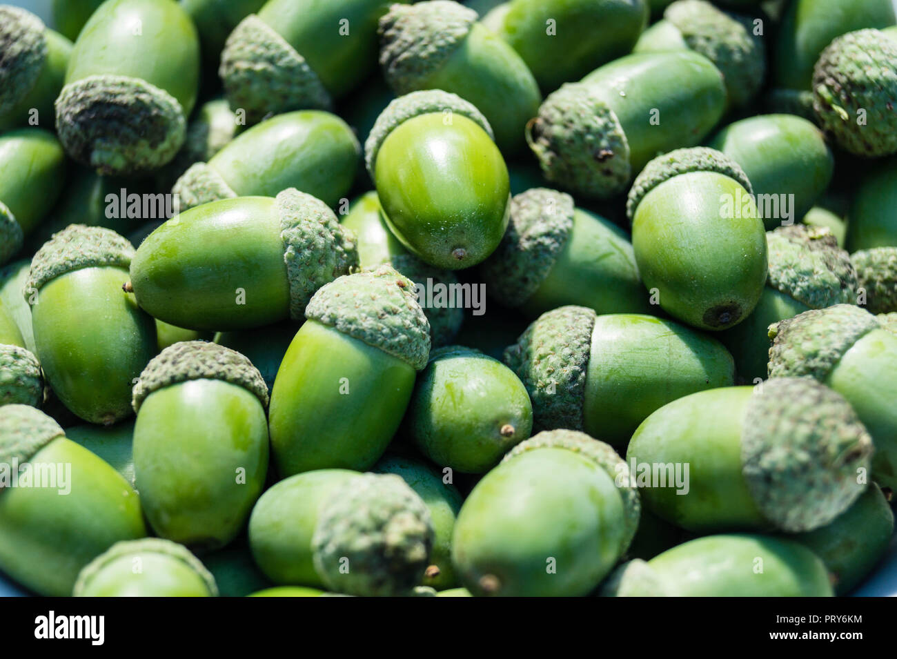 Acorns from an Oak Tree Stock Photo - Alamy