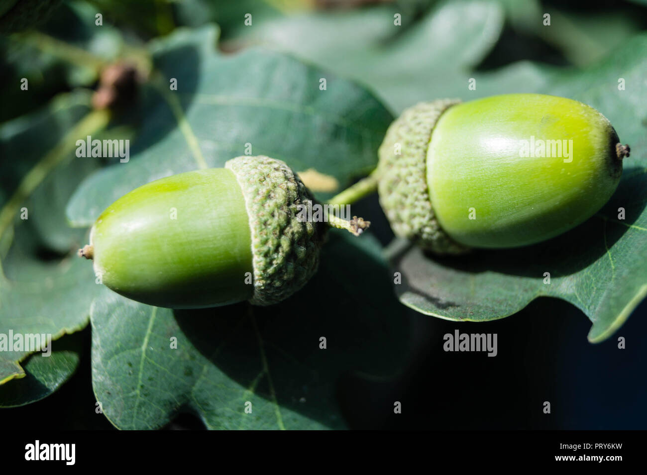 Acorns from an Oak Tree Stock Photo - Alamy
