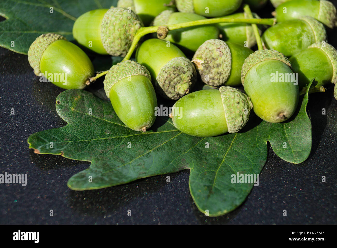 Acorns from an Oak Tree Stock Photo - Alamy