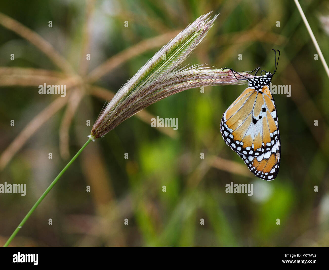 Lesser Wanderer Butterfly Stock Photo - Alamy