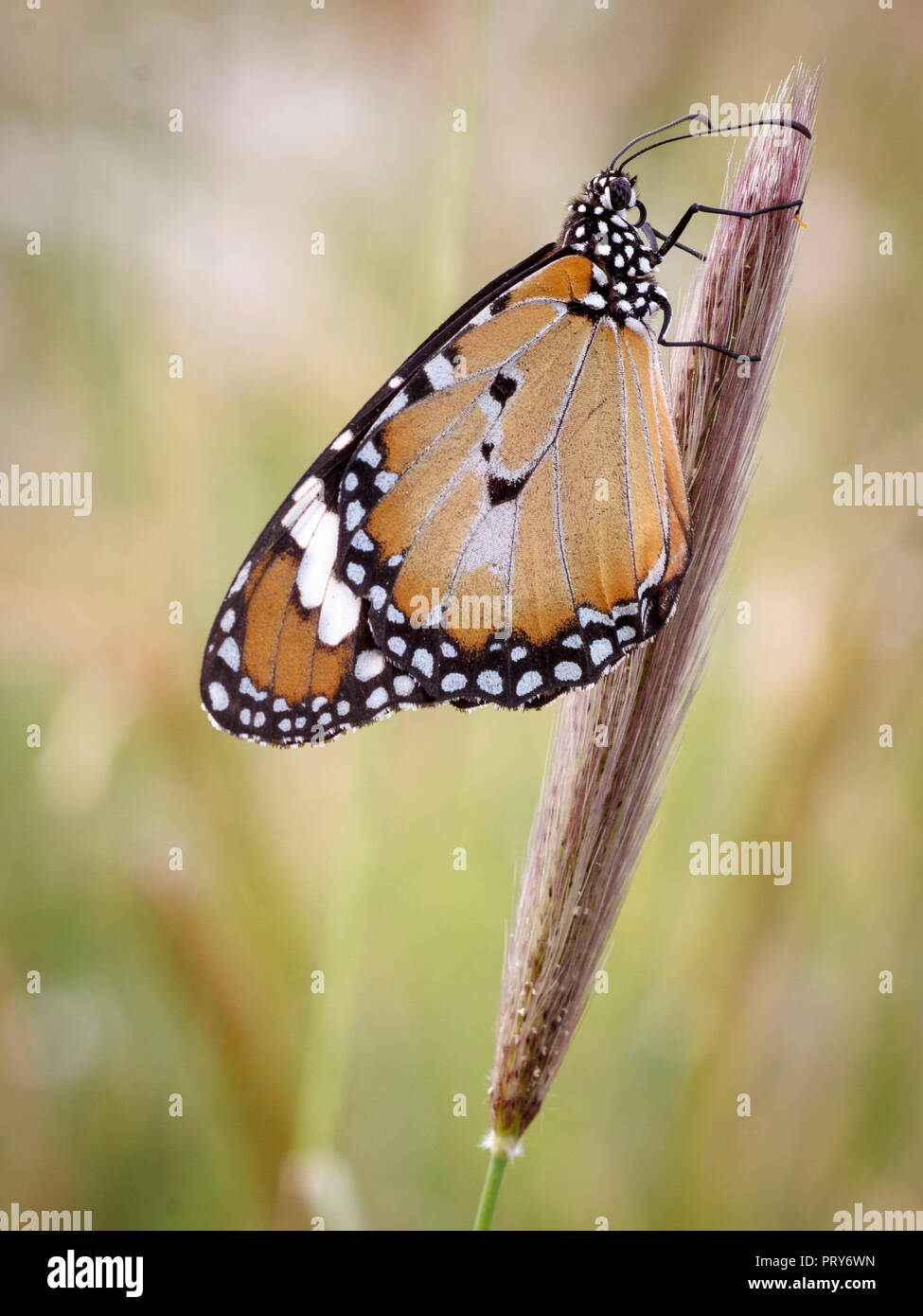 Lesser Wanderer Butterfly Stock Photo - Alamy