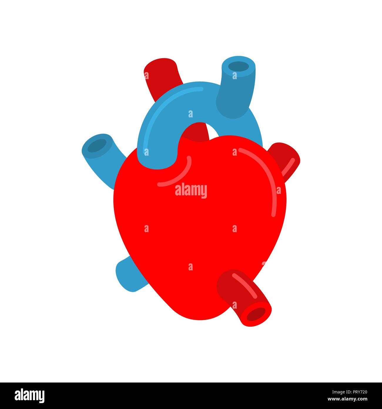 Anatomical heart isolated. Ventricles and atria. Aorta and veins Stock ...