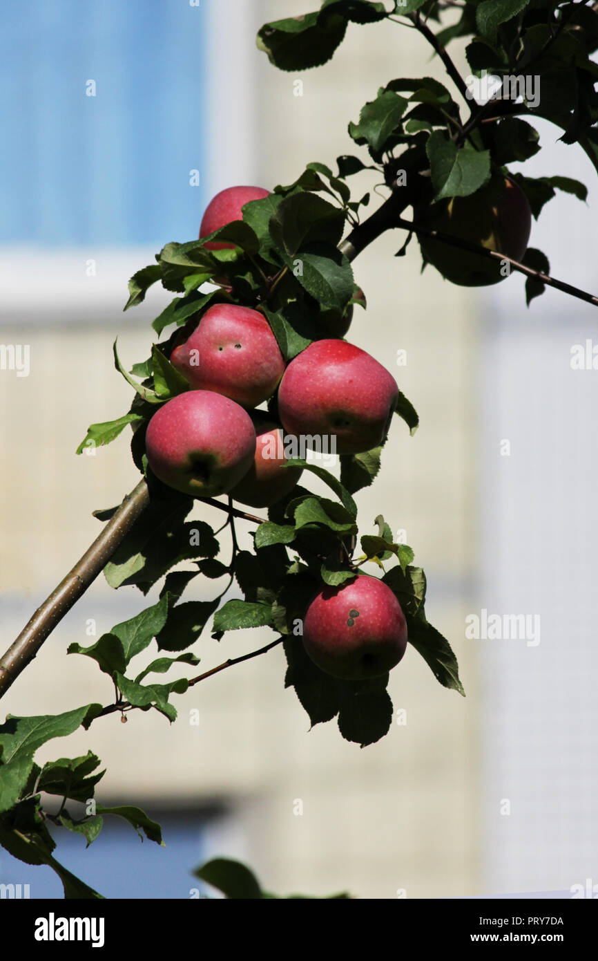 Fruits of apple on a tree, one of which is damaged and Infected by the ...