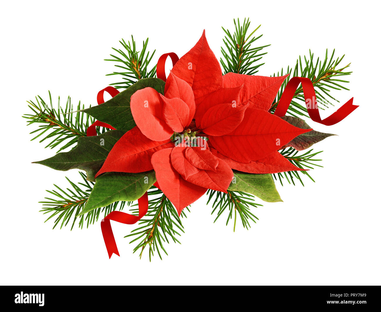 Red poinsettia flower and twigs of Christmas tree with satin ribbons ...