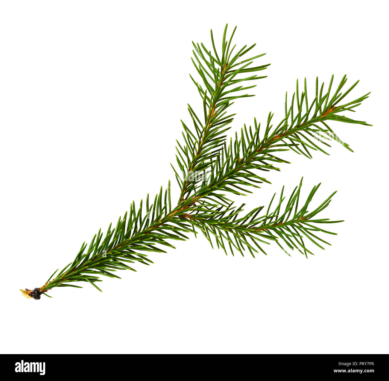 Evergreen twig of Christmas tree isolated on white Stock Photo - Alamy