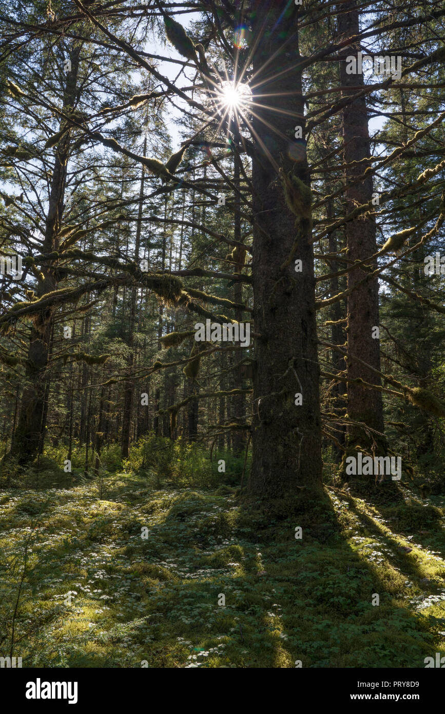 Old hemlock tree in an old growth forest with a sunburst through tree ...