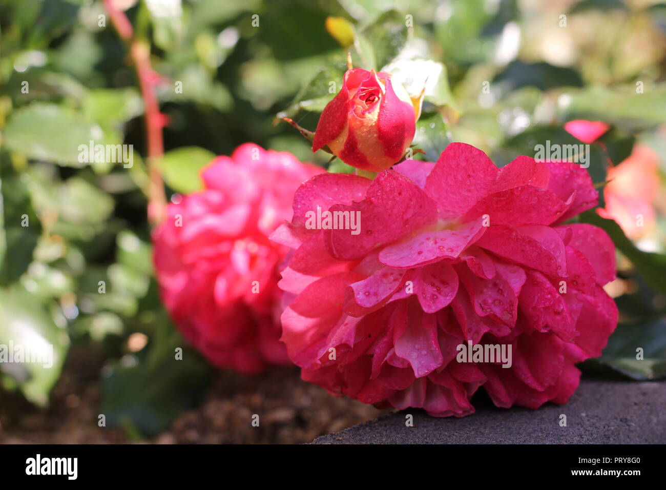 Rose Gebruder Grimm. Close Up. beautiful flowers blooming in the garden ...