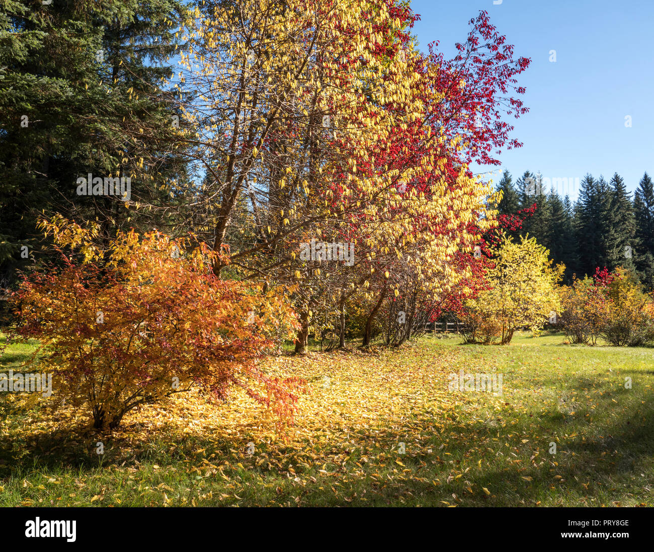 Fall color with leaves turning yellow and red on a sunny autumn day ...