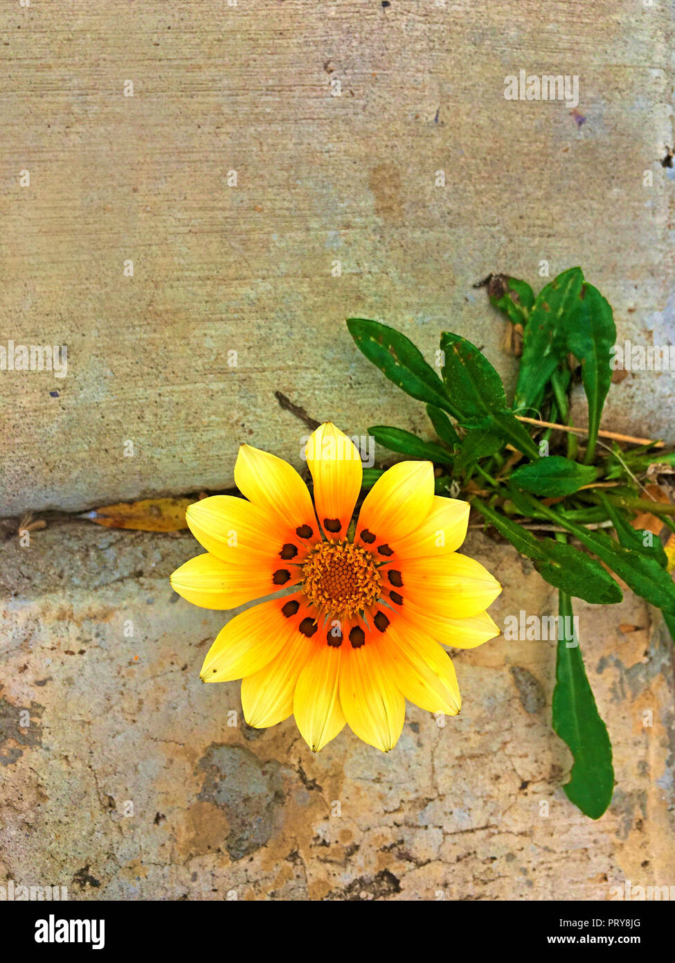 Beauty revival hi-res stock photography and images - Alamy