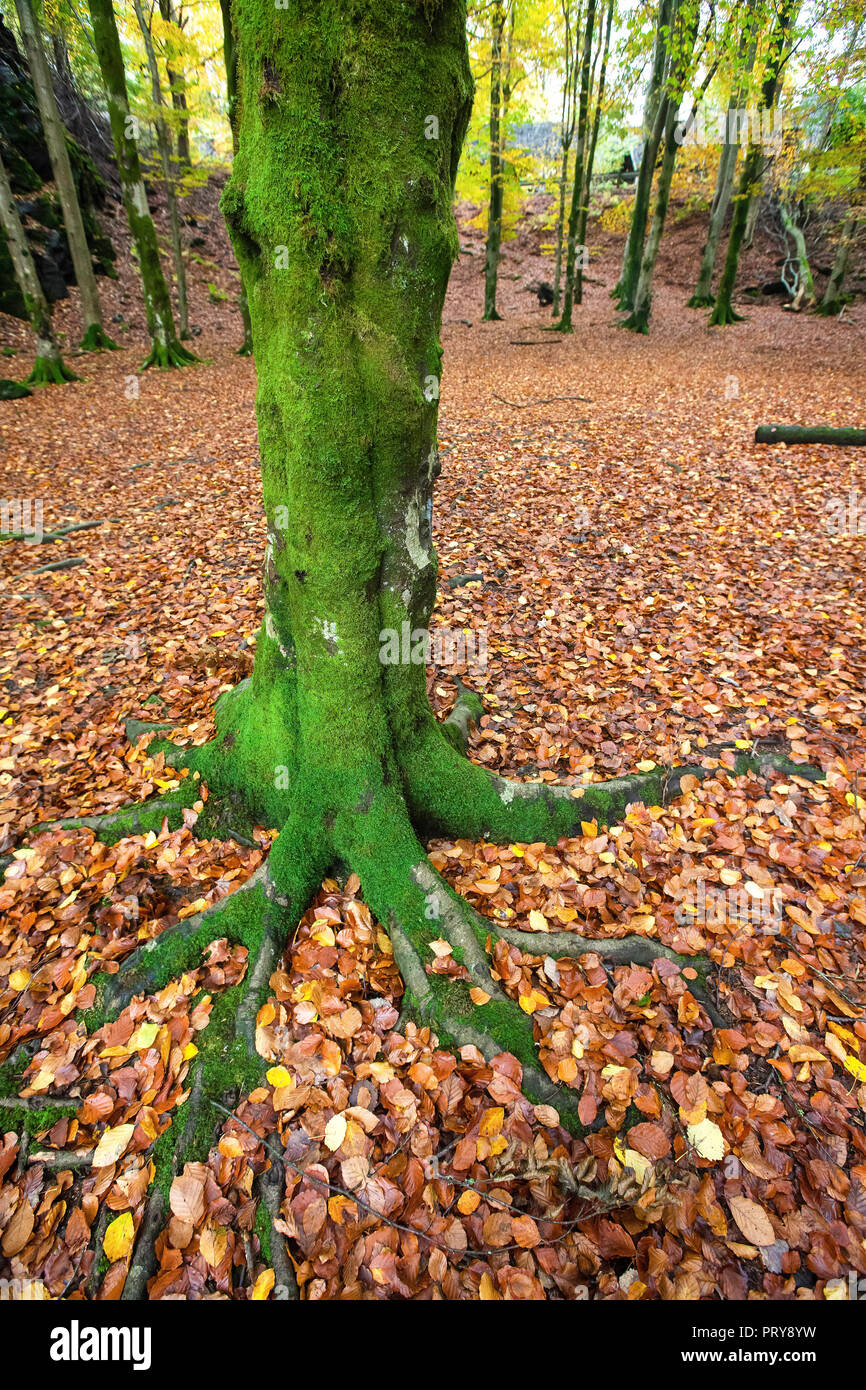 Autumn in a small beech tree forest at Nordaasvannet Lake in Fana ...