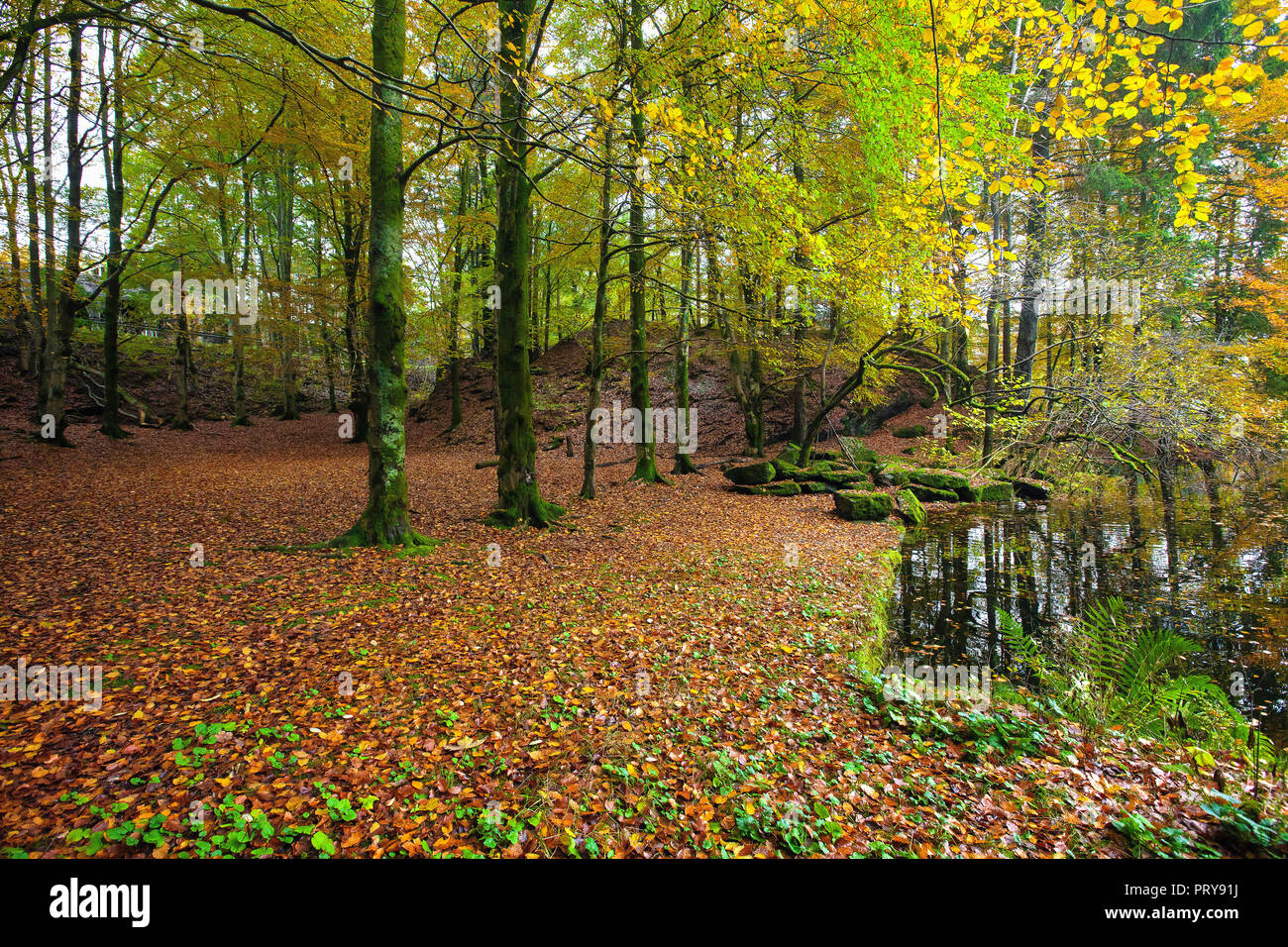 Beech tree and moss covered stones hi-res stock photography and images ...