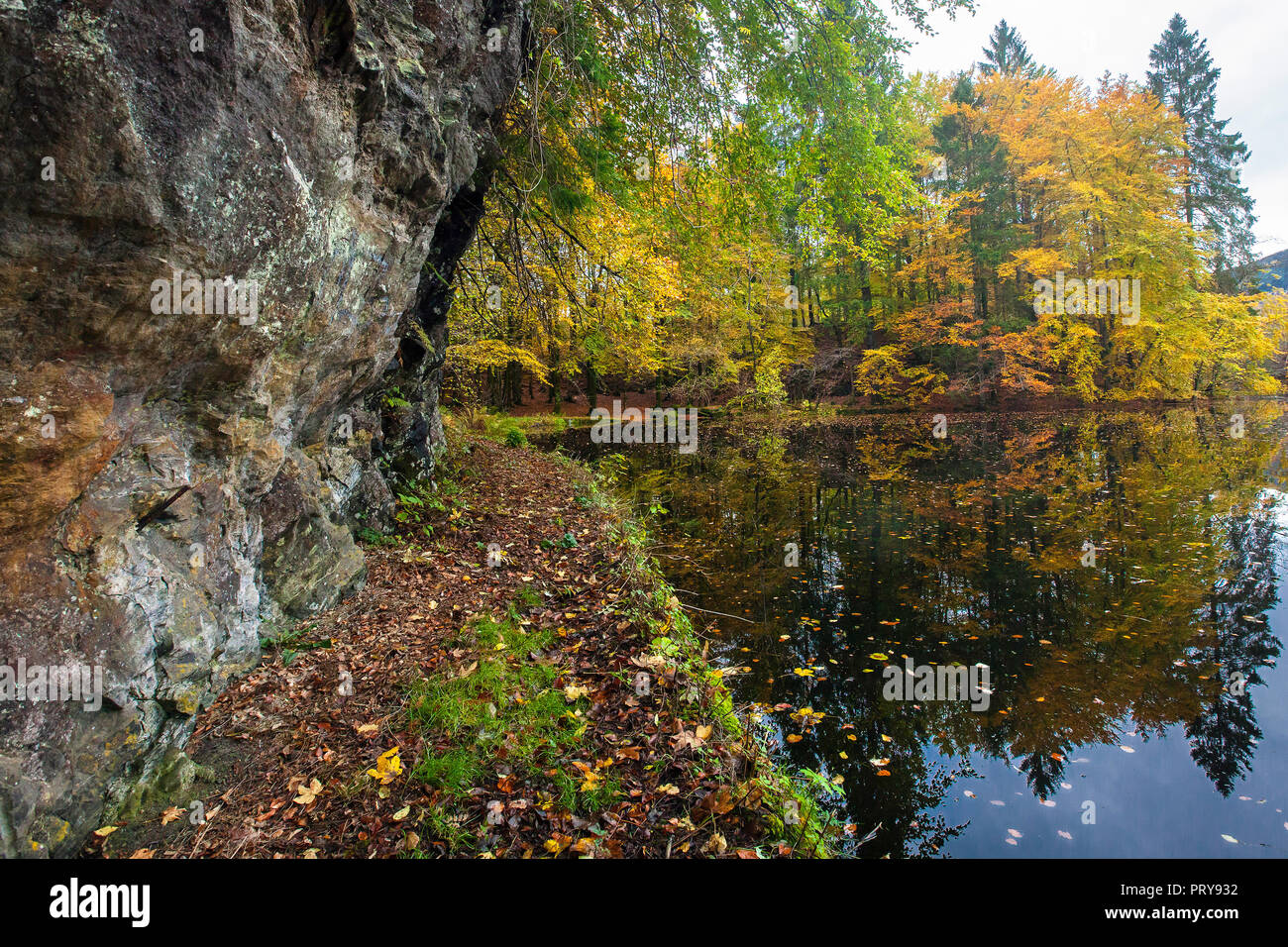 Autumn in a small beech tree forest at Nordaasvannet Lake in Fana ...