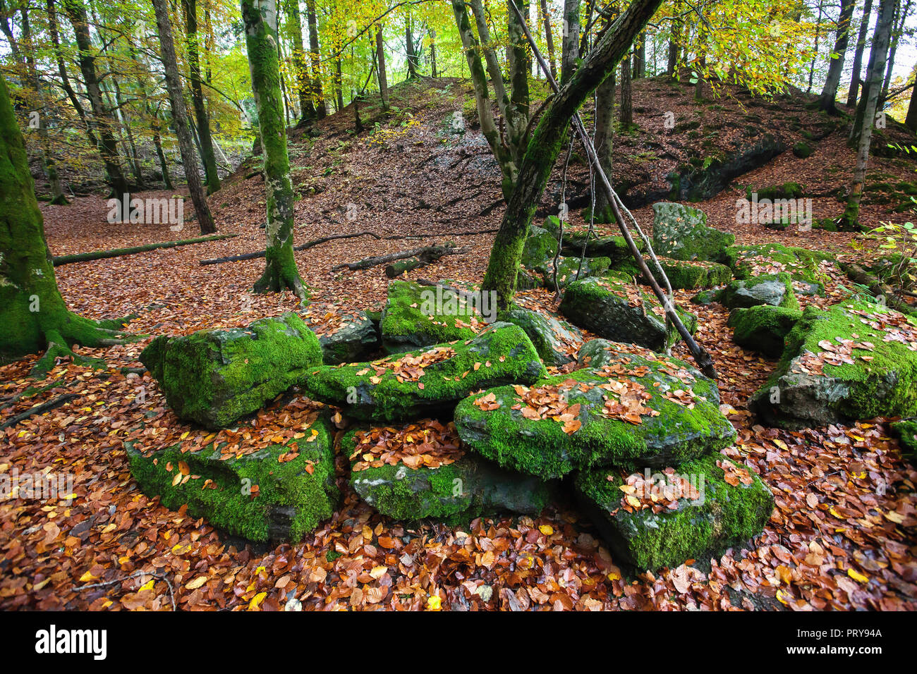 Autumn in a small beech tree forest at Nordaasvannet Lake in Fana ...