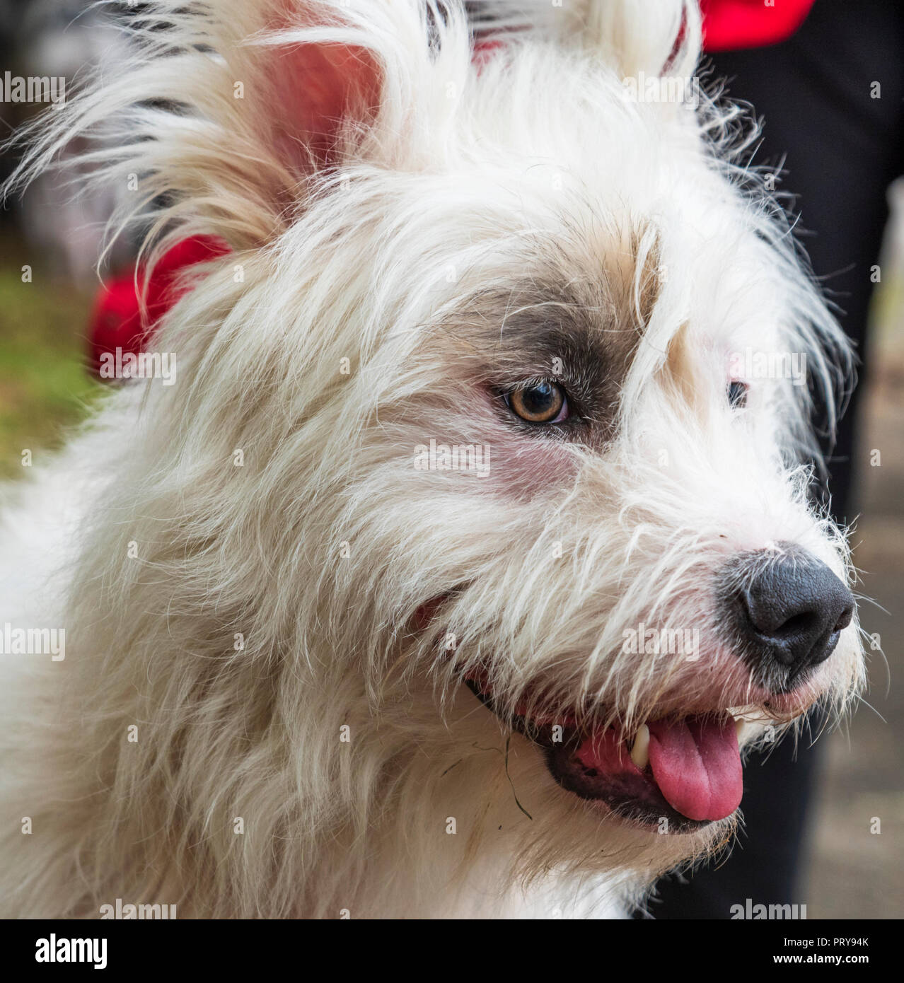 Cute metis dog hi-res stock photography and images - Alamy