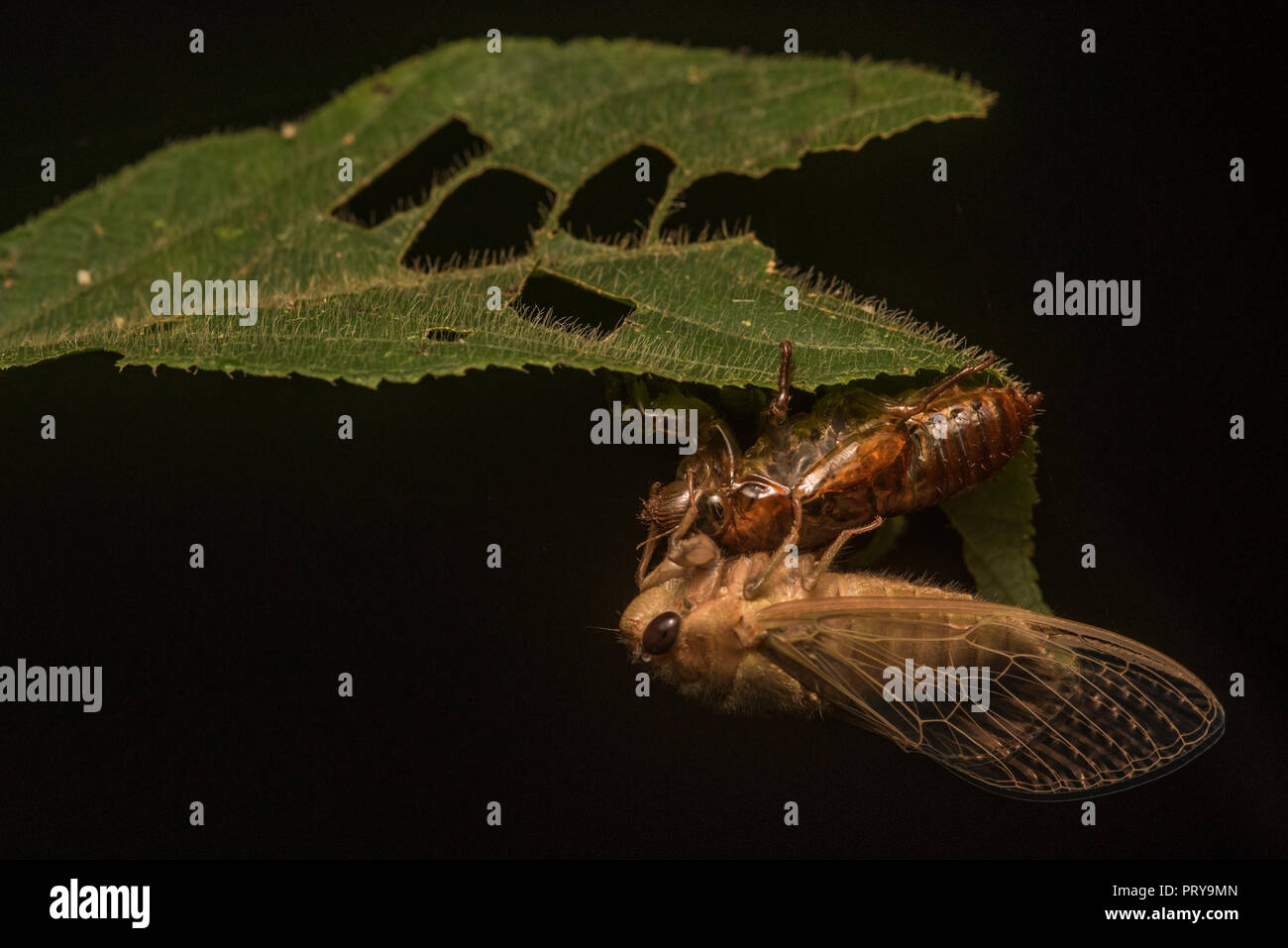 Cicada life cycle hi-res stock photography and images - Alamy