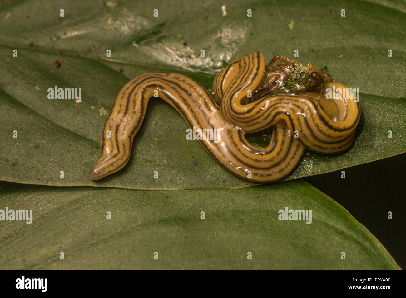 Platyhelminthes hi-res stock photography and images - Alamy