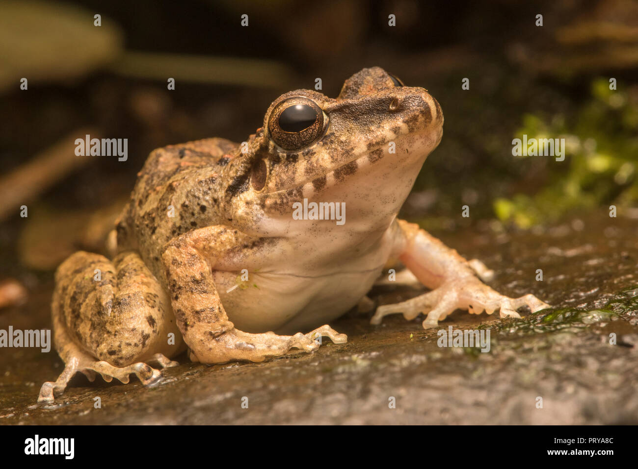 Peru national animal hi-res stock photography and images - Alamy