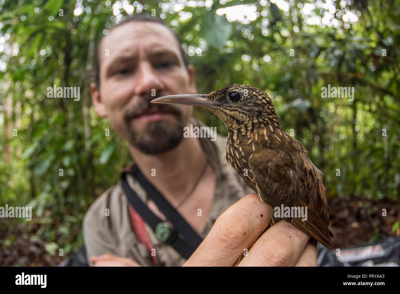 An ornithologist examines a bird, that was captured for a scientific ...