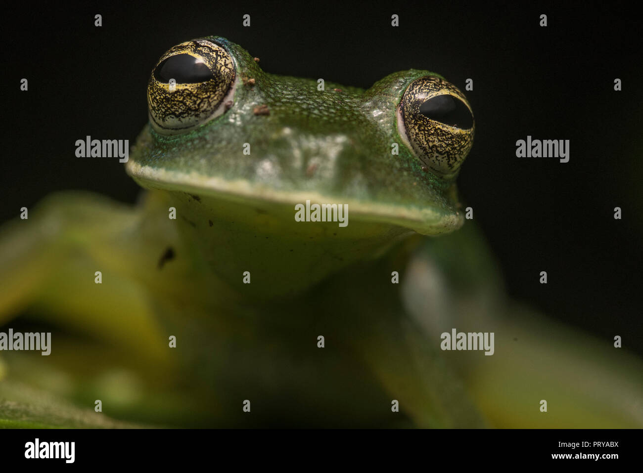 Amazon rainforest frog hi-res stock photography and images - Alamy