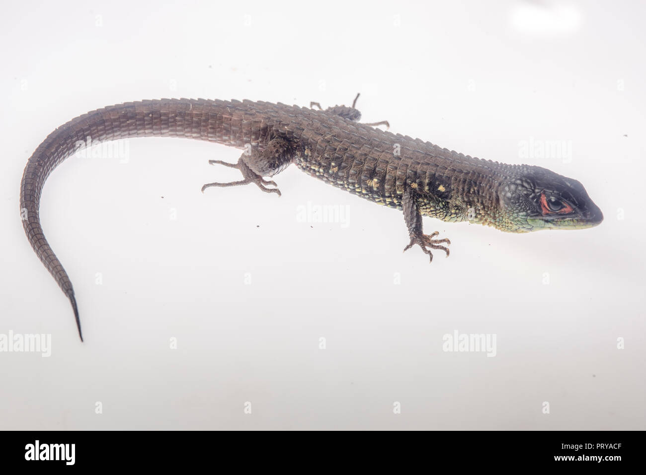 A male Potamites lizard photographed isolated on a white background ...
