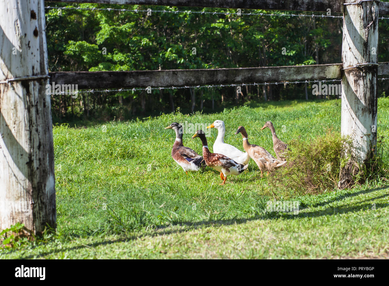 Queensland ducks hi-res stock photography and images - Alamy