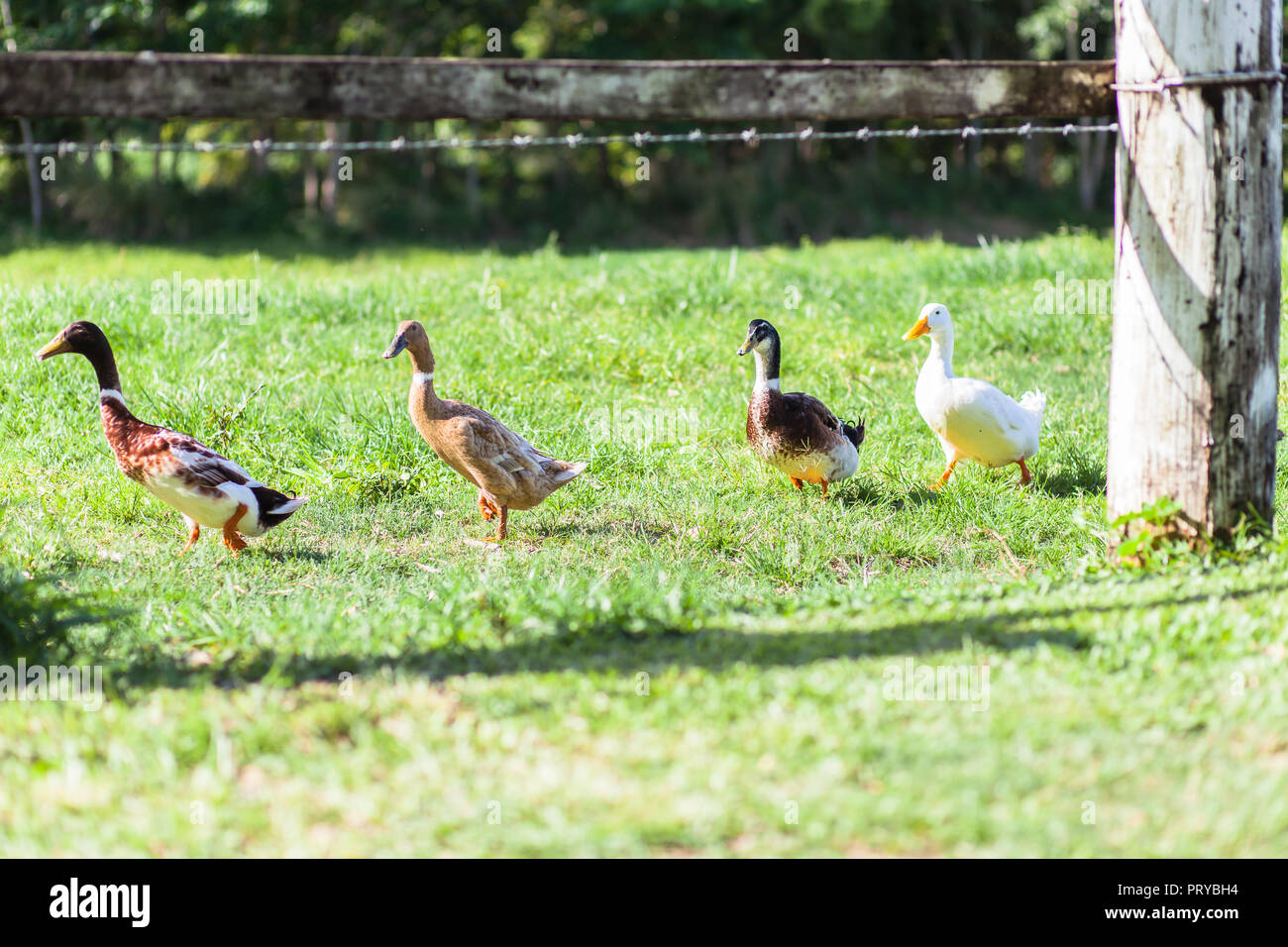 Indian Walking Duck High Resolution Stock Photography and Images - Alamy