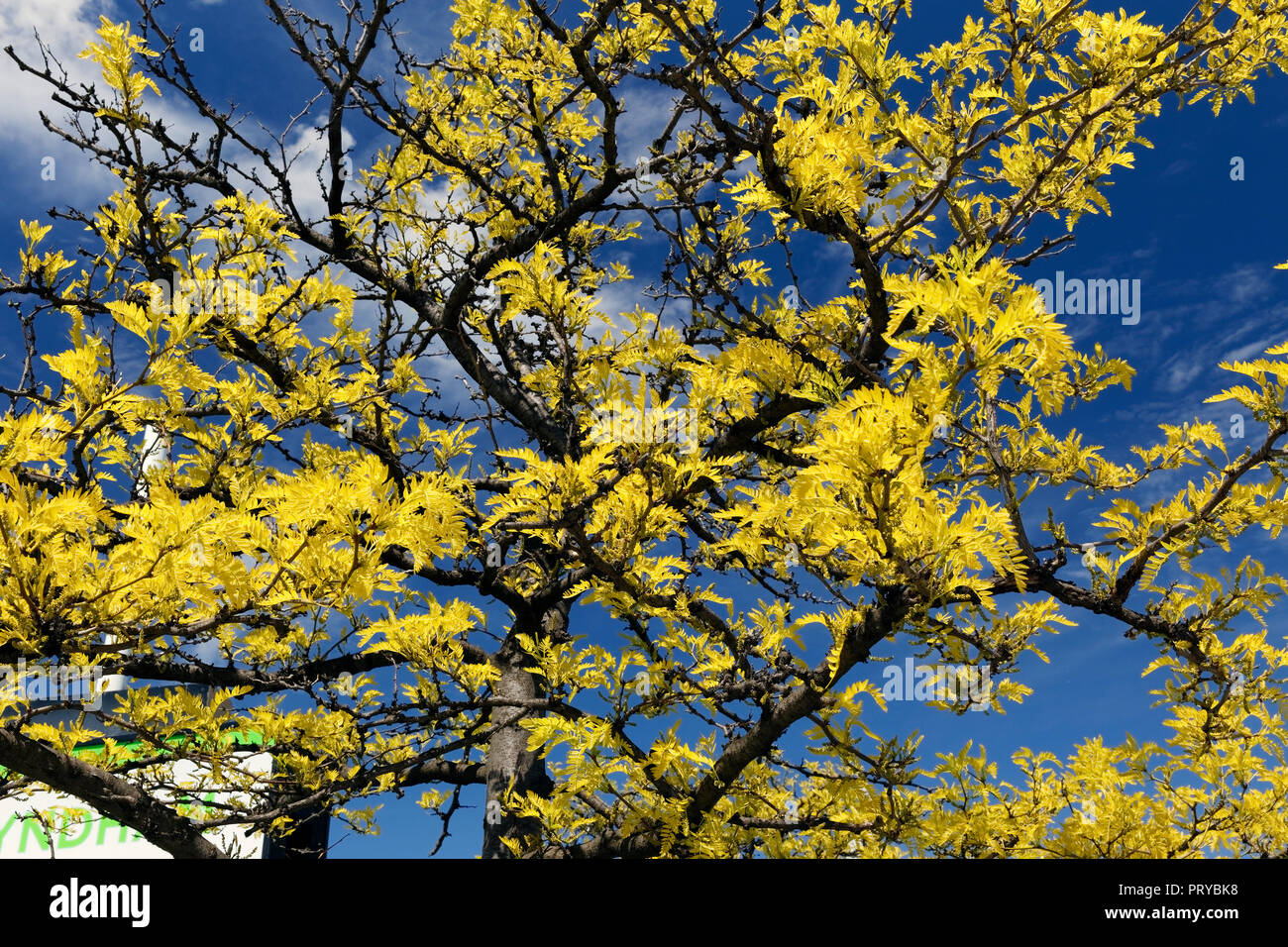 Blooming trees in Niagara city on sunny day, USA Stock Photo - Alamy