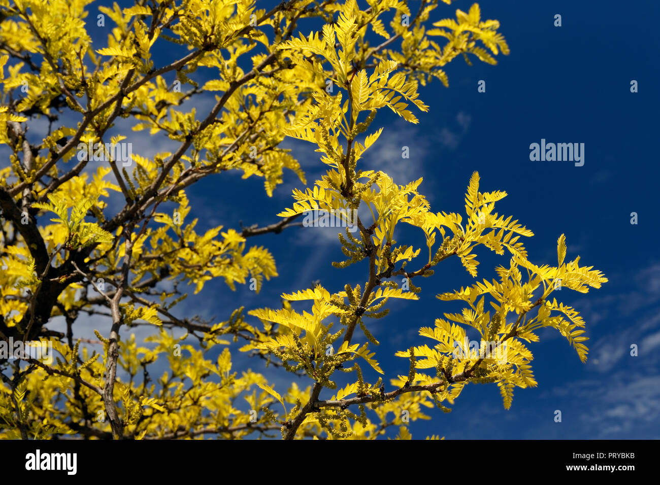 Blooming trees in Niagara city on sunny day, USA Stock Photo - Alamy
