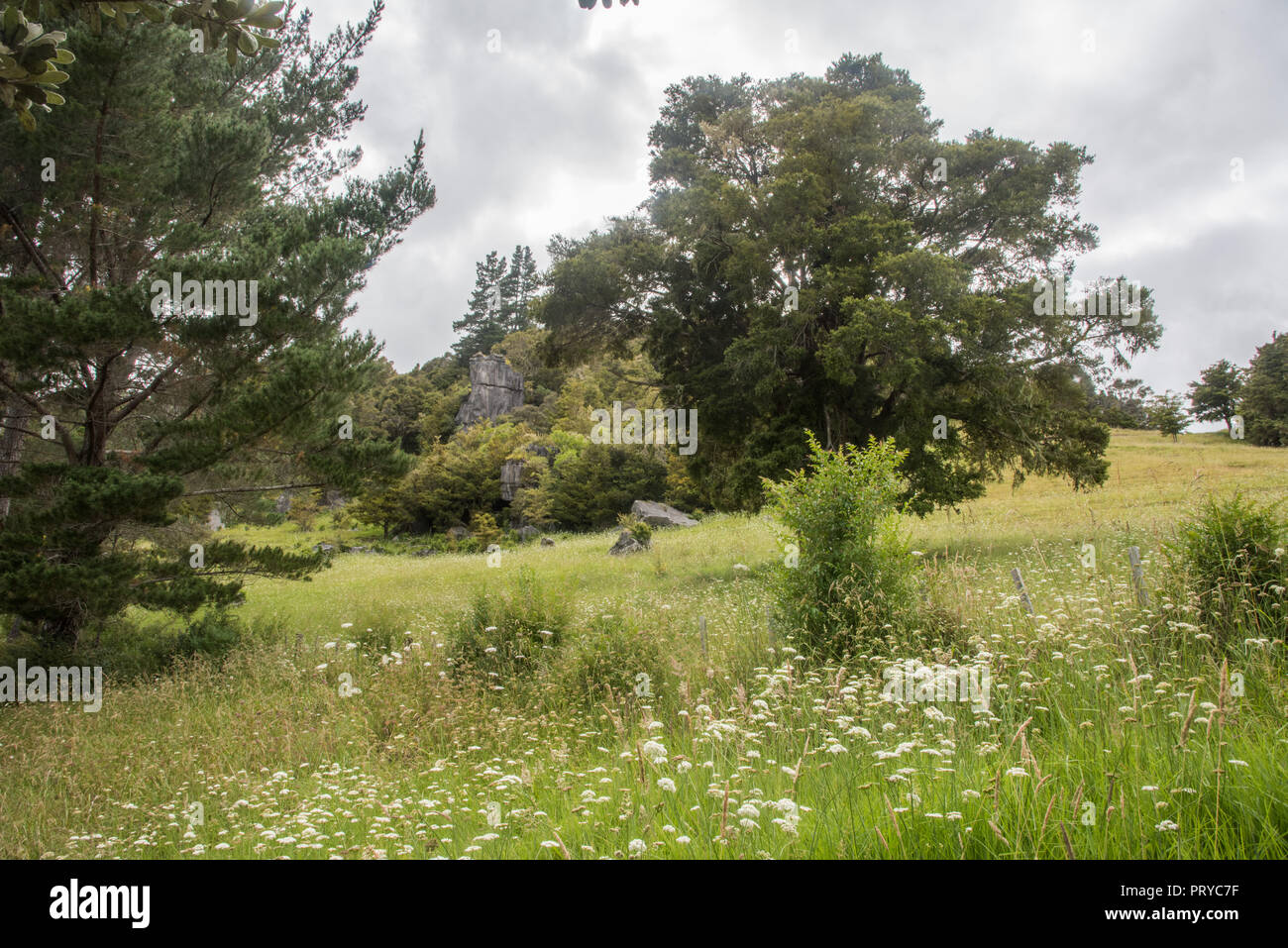 Karst landscape new zealand hi-res stock photography and images - Alamy