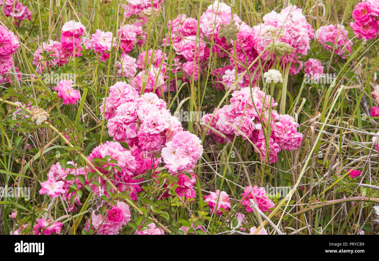 Abundance of hot pink flowers in grassy area in outdoor Waimate, New ...