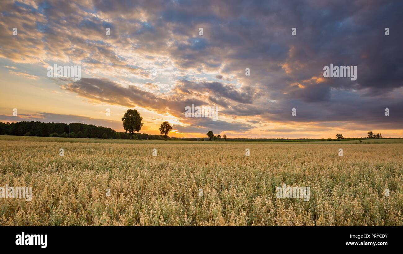 Beautiful summer sunset landscape with oat field. Idyllic summer fields ...