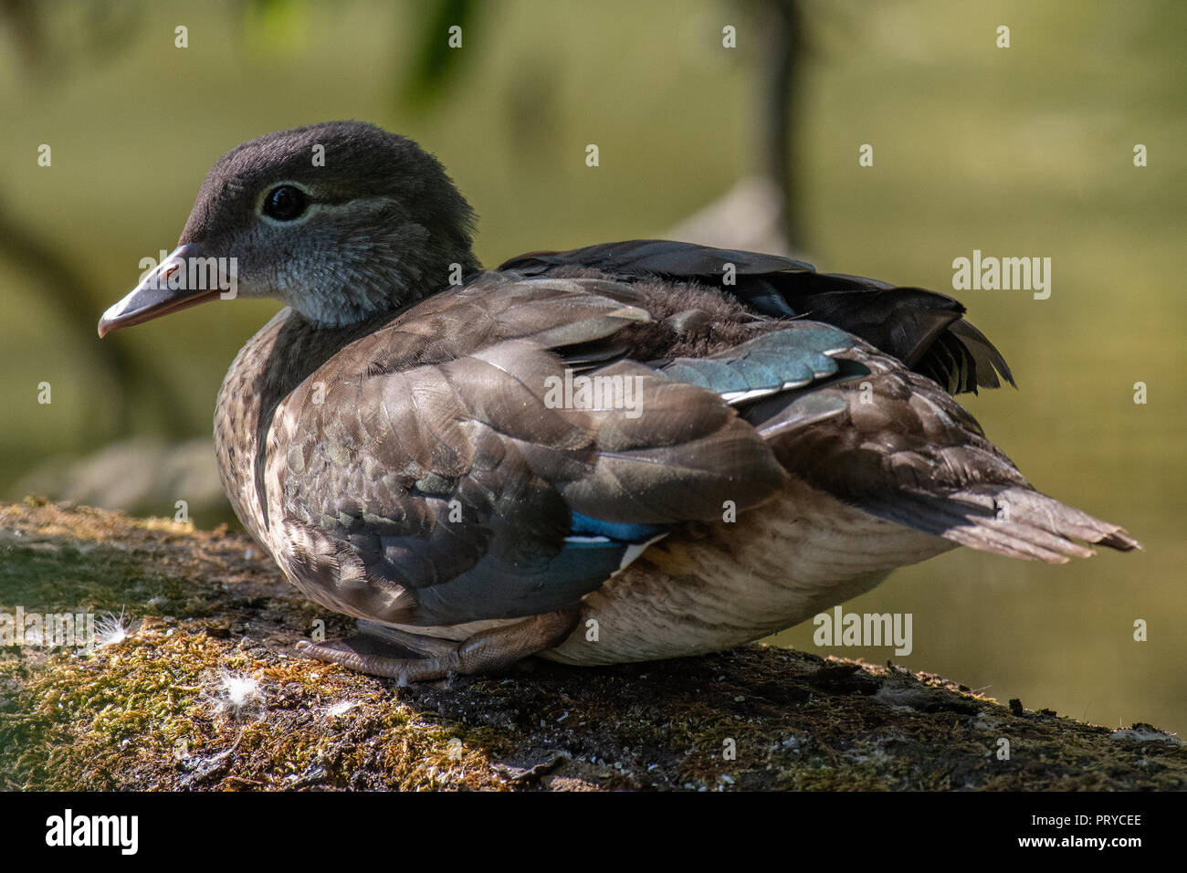 Female aix galericulata hi-res stock photography and images - Alamy