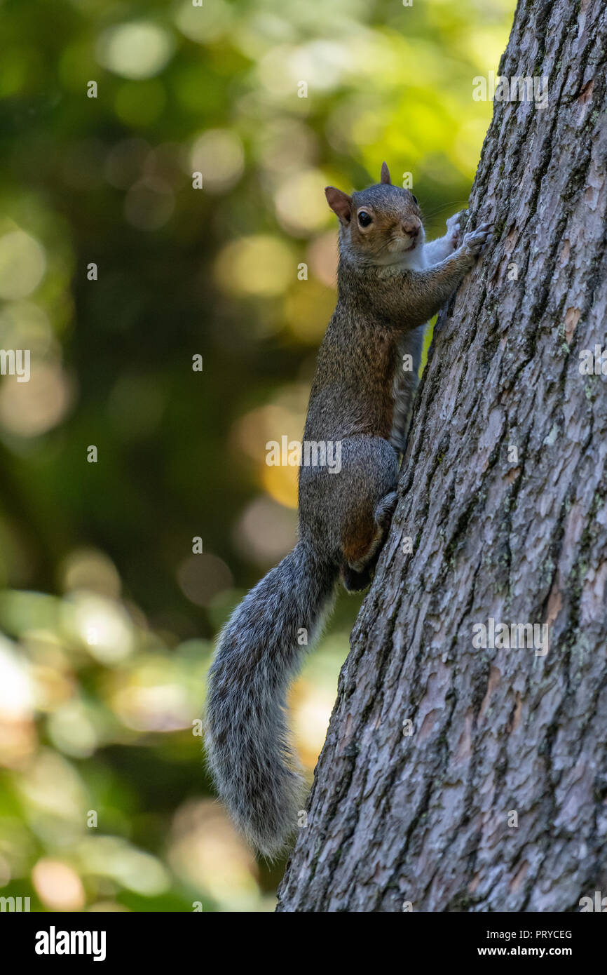 Eastern gray squirrel (Sciurus carolinensis Stock Photo - Alamy